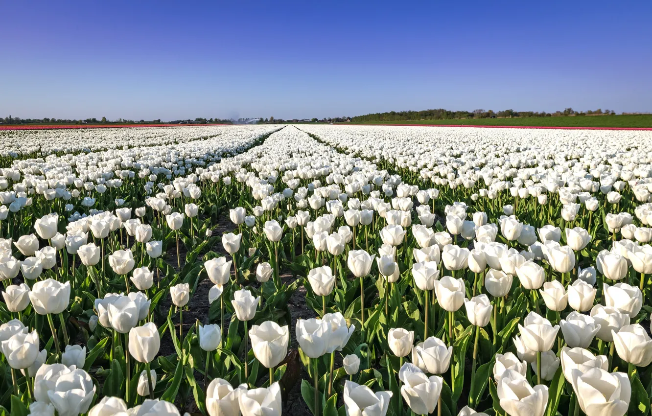 Wallpaper flowers, spring, tulips, white, plantation for mobile and ...