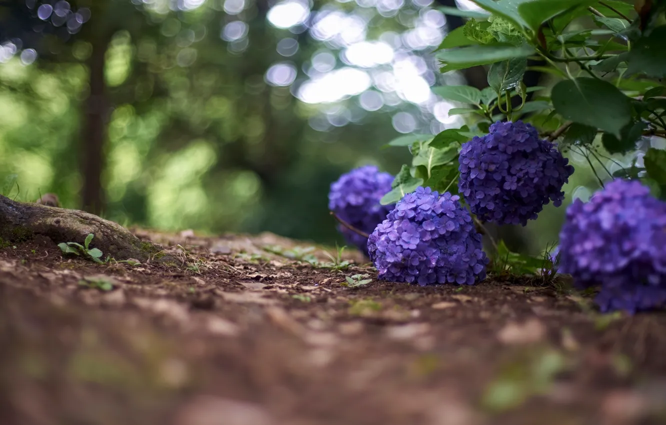 Wallpaper leaves, flowers, branches, nature, earth, Bush, lilac, bokeh ...