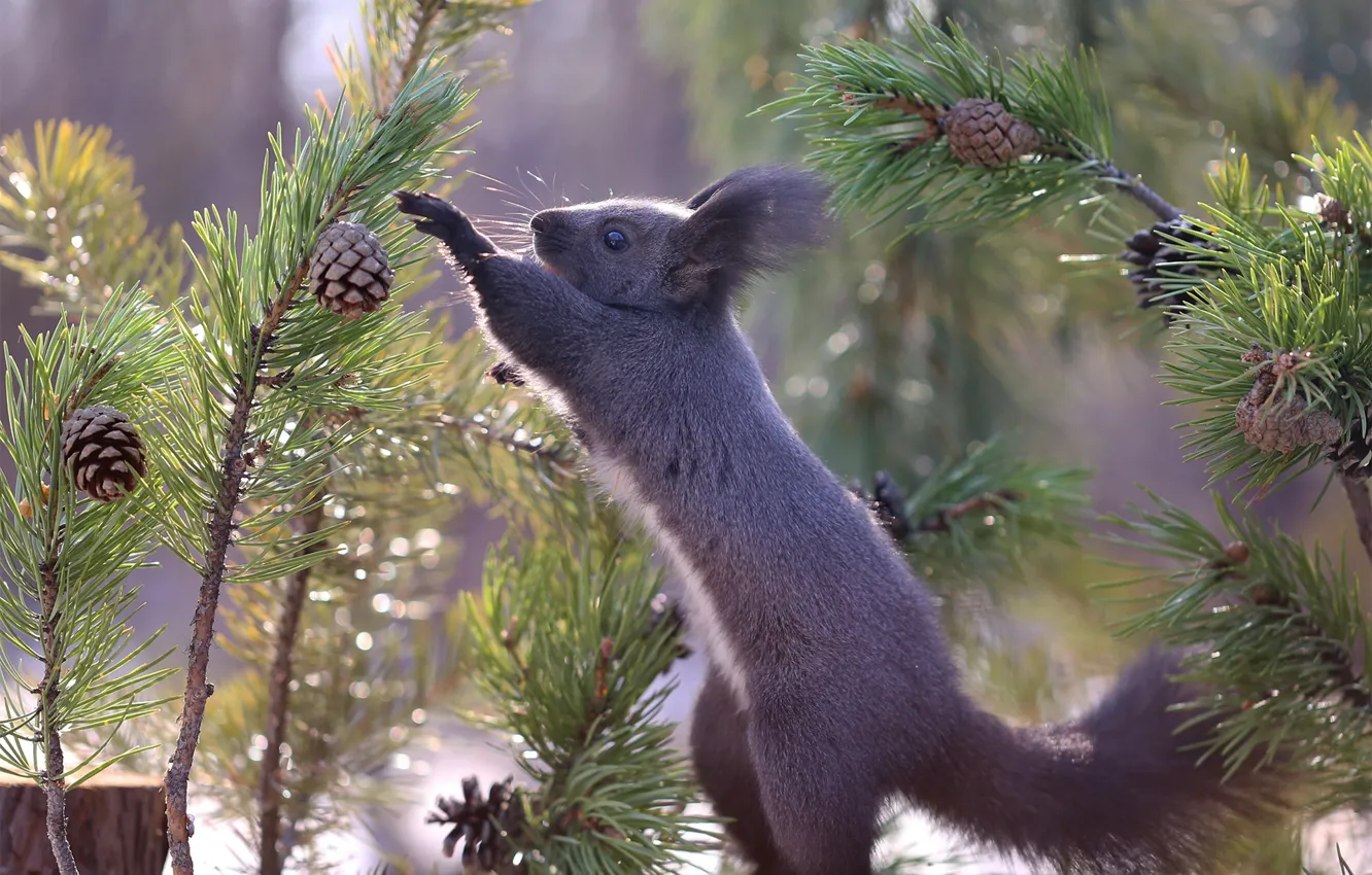 Wallpaper branches, nature, stump, protein, bumps, pine, animal, rodent ...