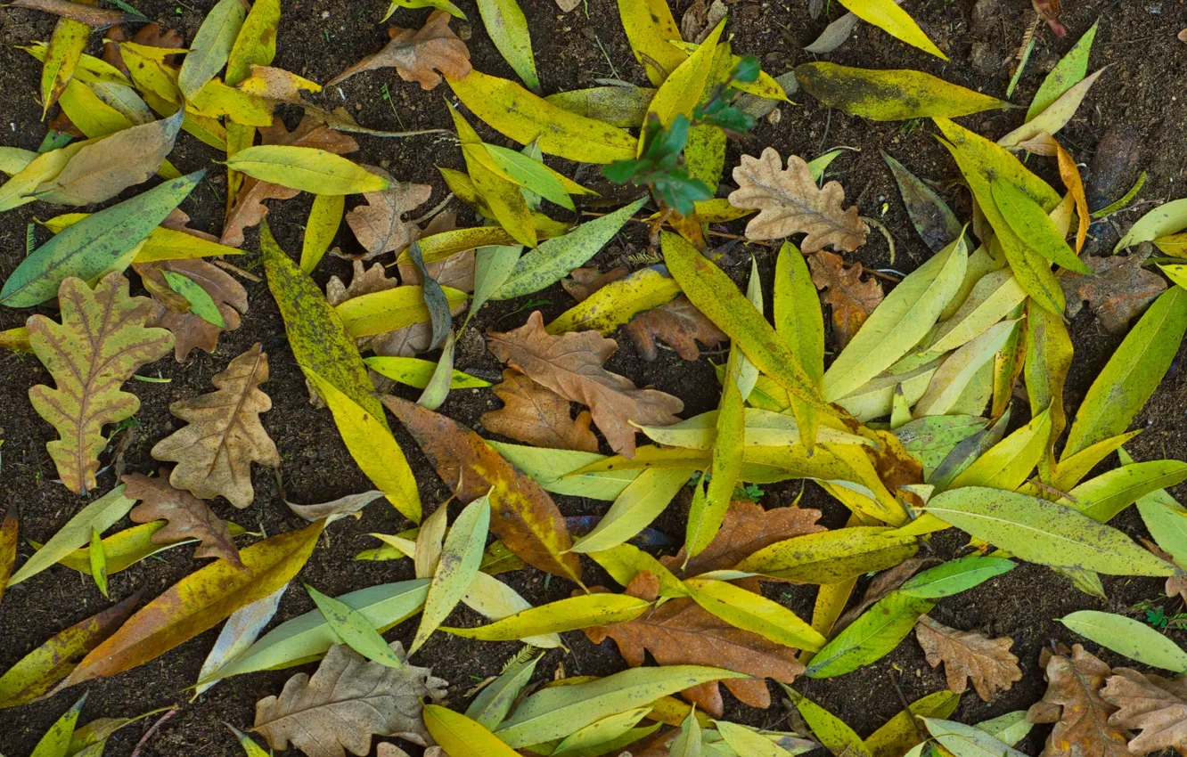 Wallpaper autumn, leaves, earth for mobile and desktop, section природа ...