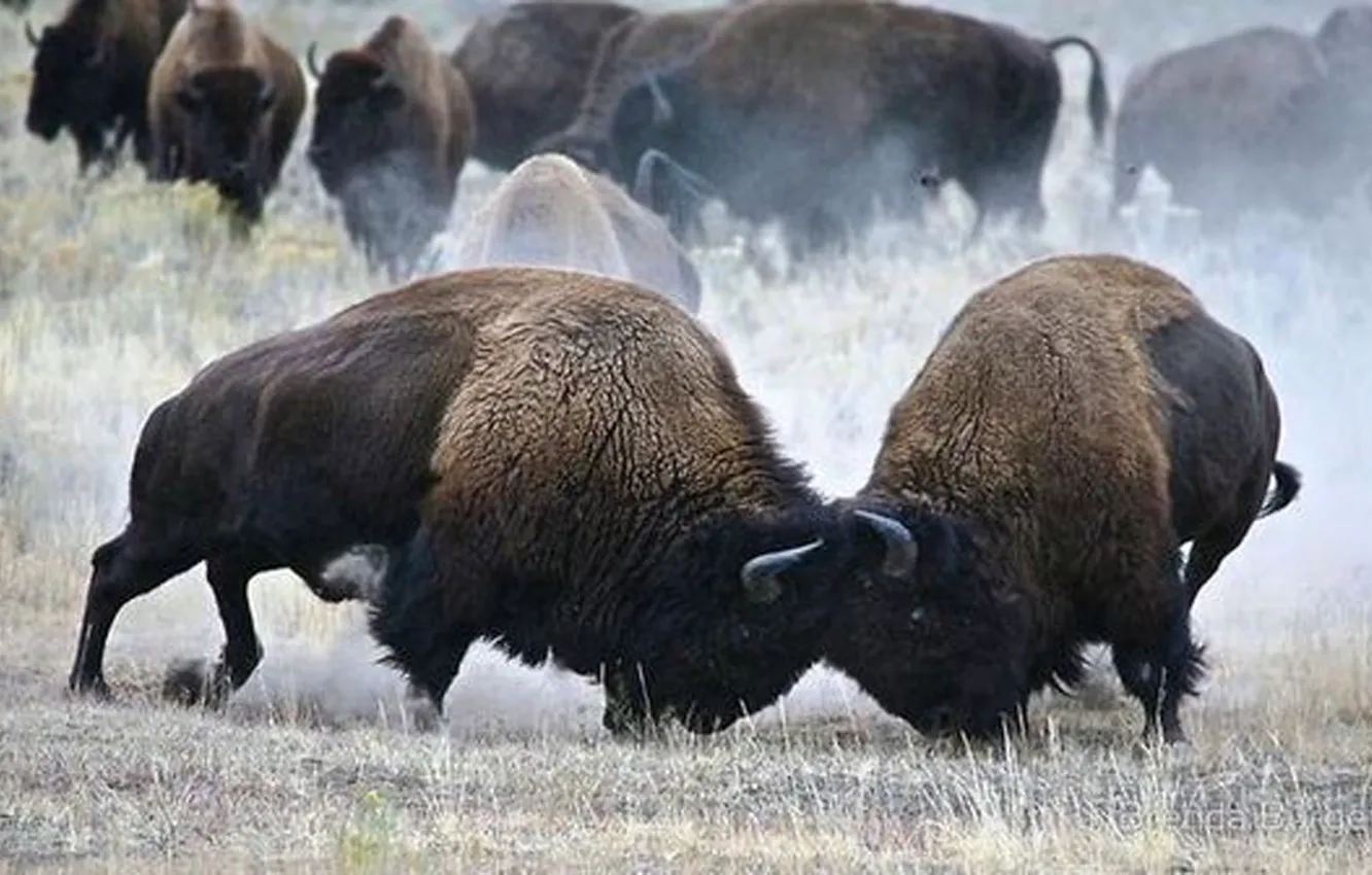 Wallpaper wildlife, Buffalo, American Bison, animals big, Bisons for ...