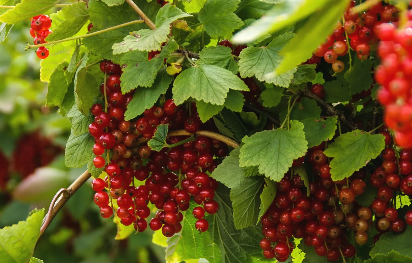 Wallpaper berries, red, currants for mobile and desktop, section ...