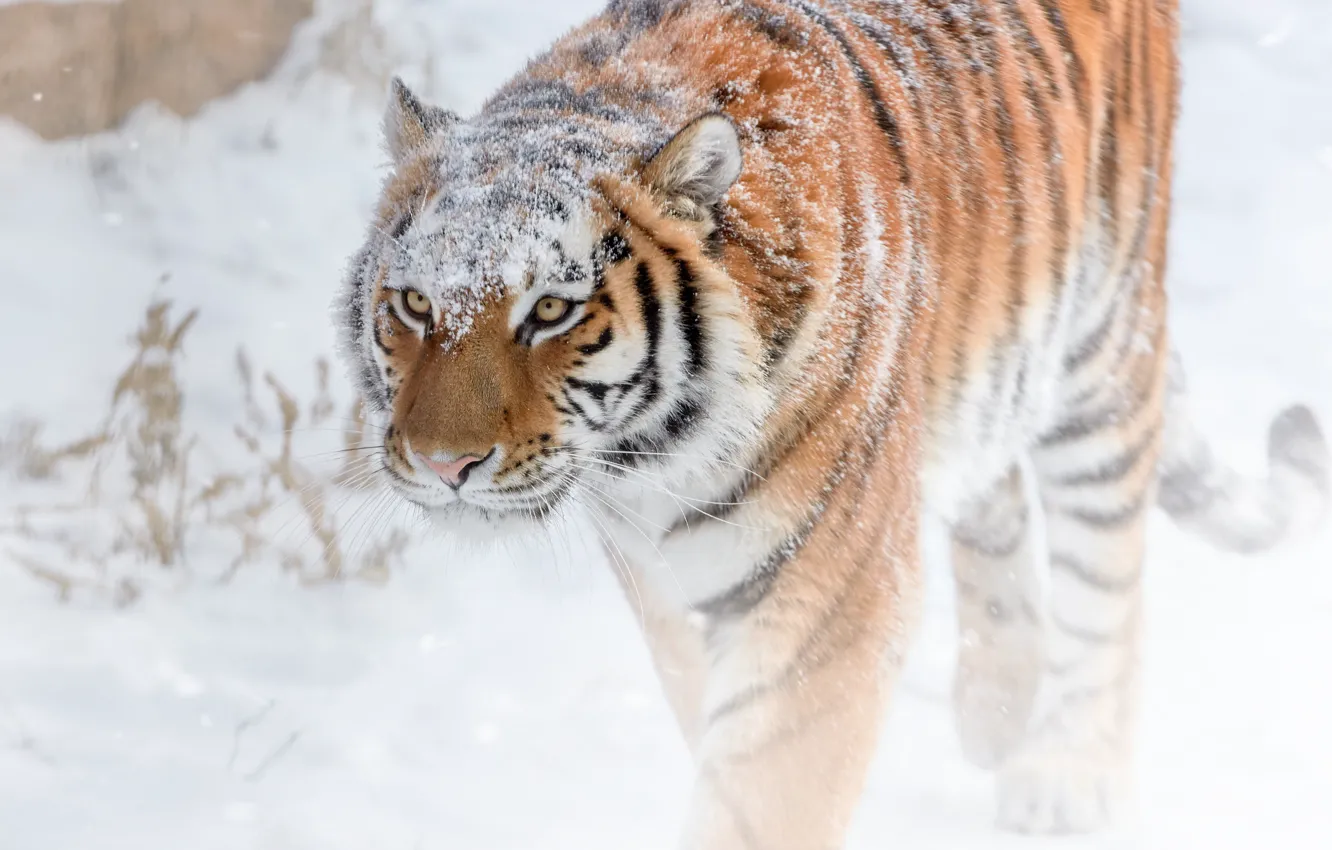 Wallpaper winter, snow, strips, tiger, predator, grace for mobile and ...