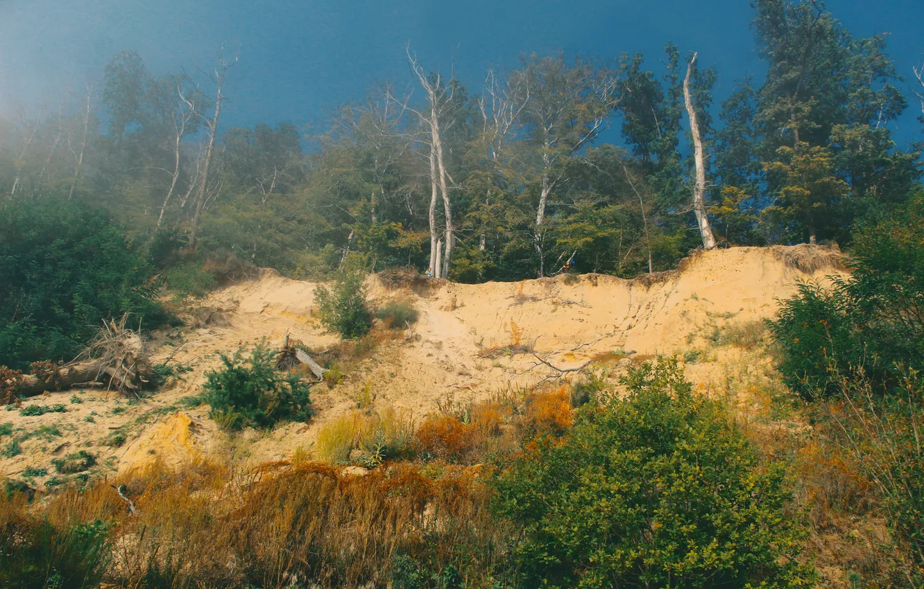 Wallpaper forest, trees, clif for mobile and desktop, section пейзажи ...