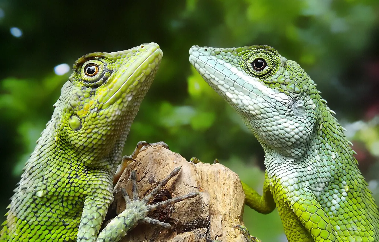 Wallpaper lizard, pair, friends, reptile, lizards images for desktop ...