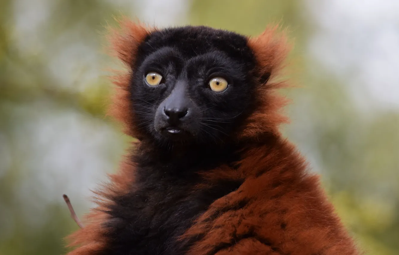 Wallpaper eyes, face, wool, lemur, Red vari for mobile and desktop ...