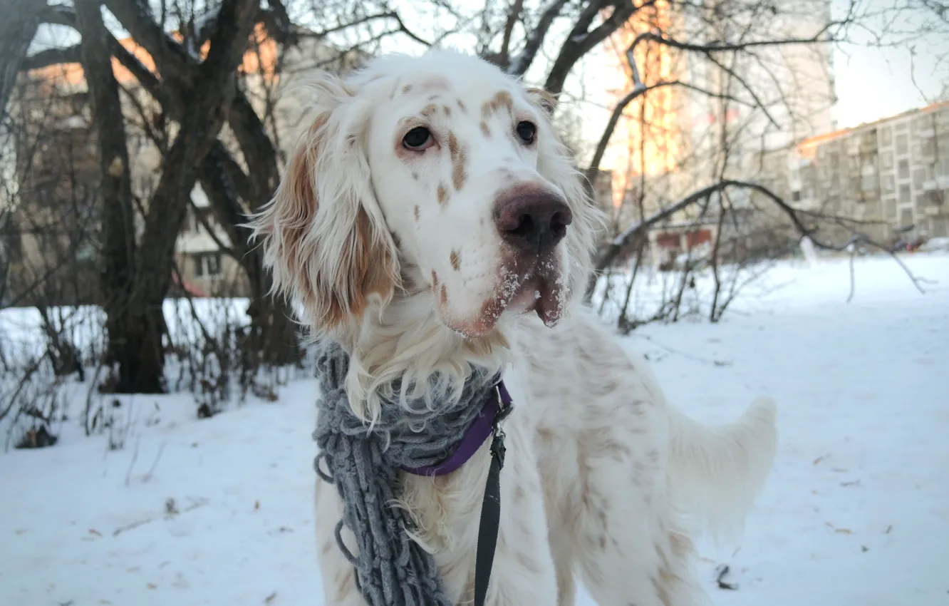 Wallpaper winter, snow, puppy, setter for mobile and desktop, section ...