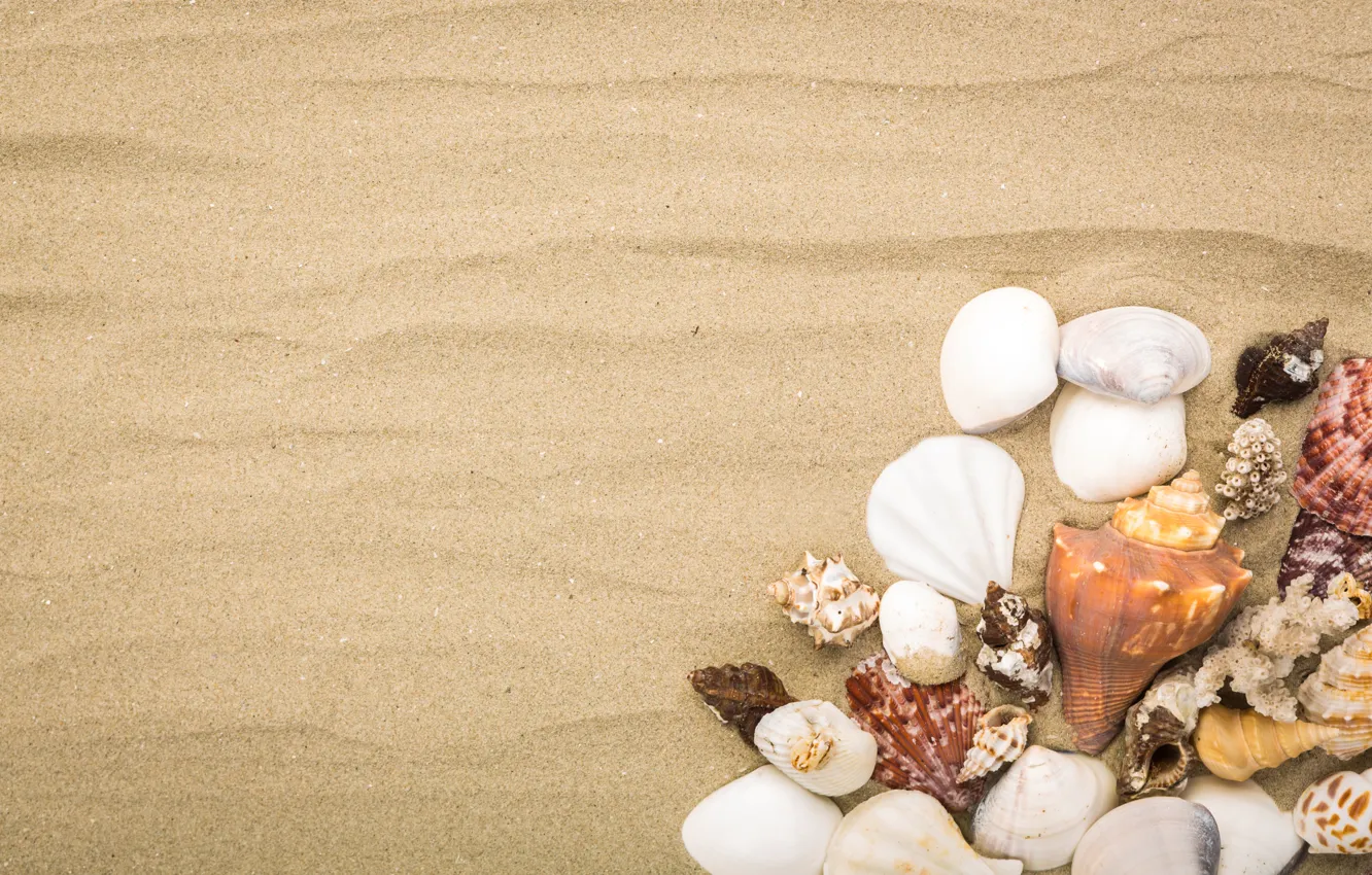 Wallpaper sand, beach, nature, shell, Mare images for desktop, section ...