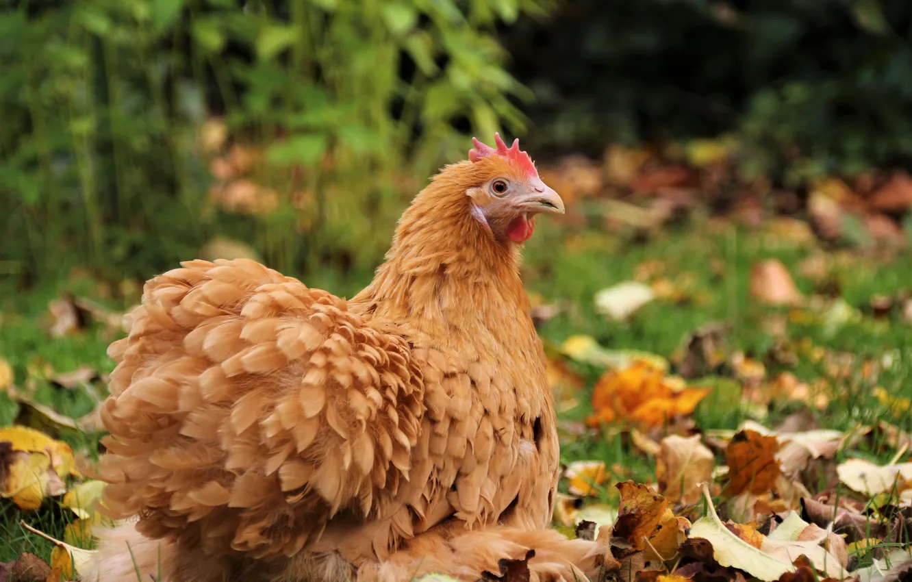 Wallpaper autumn, bird, glade, chicken, red, bokeh, autumn leaves ...