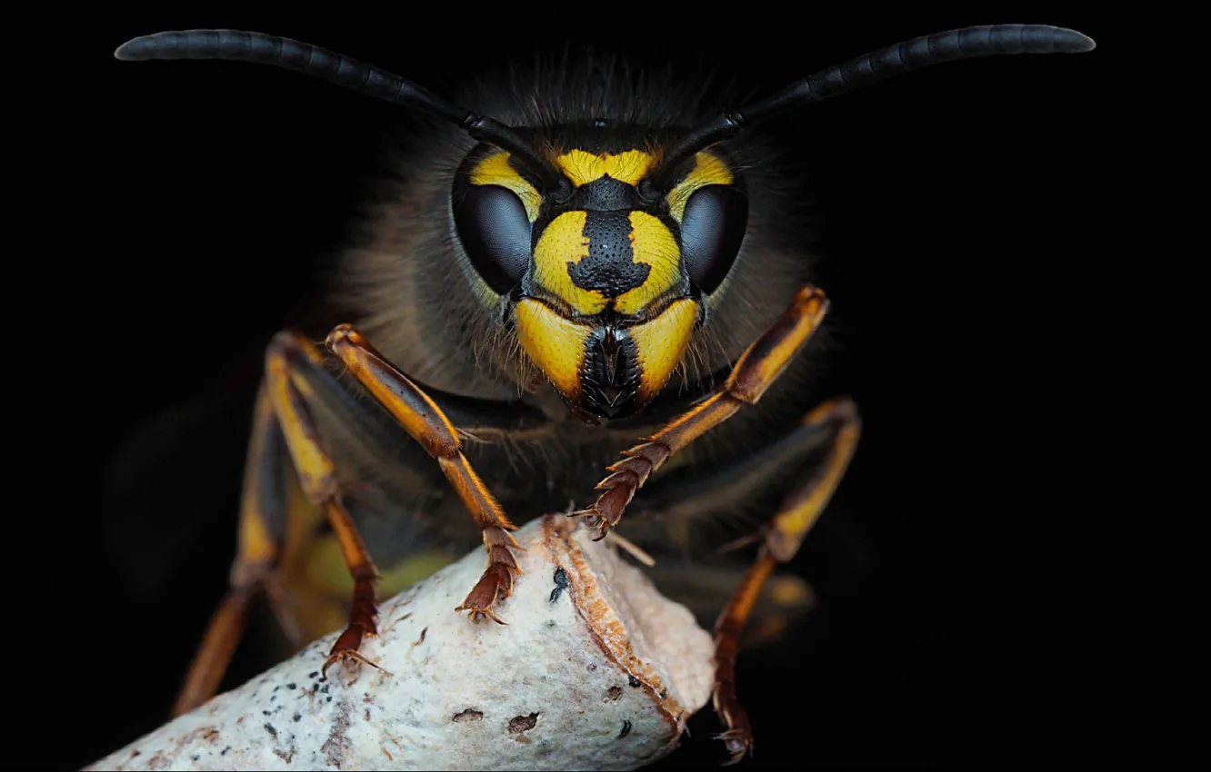 Wallpaper eyes, look, macro, smile, bee, insect, eyes, smile for mobile ...