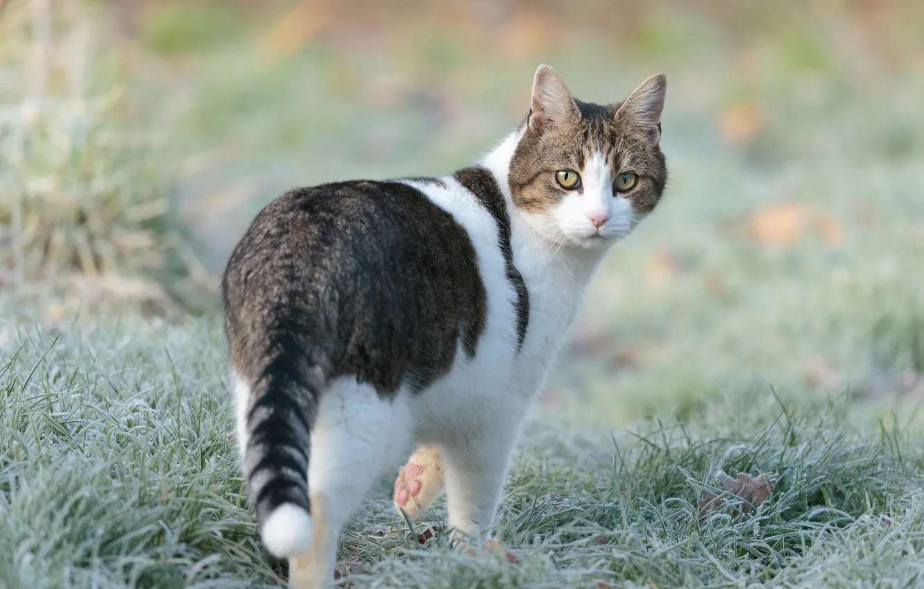 Wallpaper cat, cat, look, pose, face for mobile and desktop, section ...