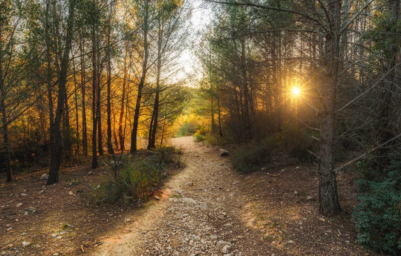 Wallpaper road, forest, light for mobile and desktop, section природа ...