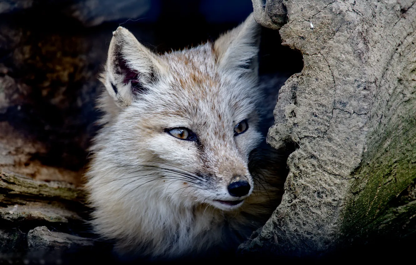 Wallpaper macro, rocks, muzzle, Fox for mobile and desktop, section ...