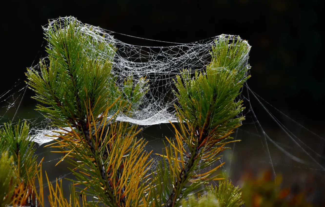 Wallpaper autumn, nature, gossamer for mobile and desktop, section ...