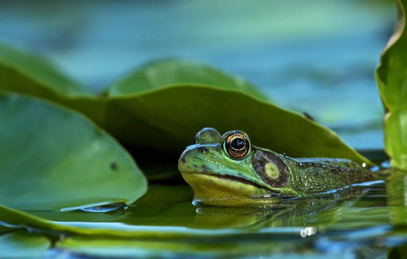 Wallpaper look, leaves, water, macro, frog, bathing, pond, swimming for ...