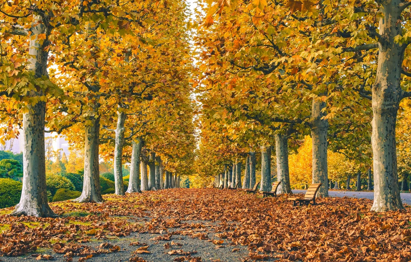 Wallpaper autumn, grass, leaves, trees, bench, nature, Park, colors ...