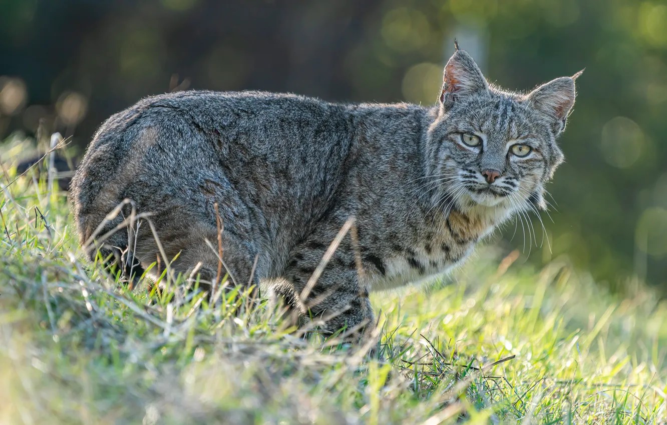 Wallpaper Grass Look Face Light Nature Pose Lynx Wild Cat For