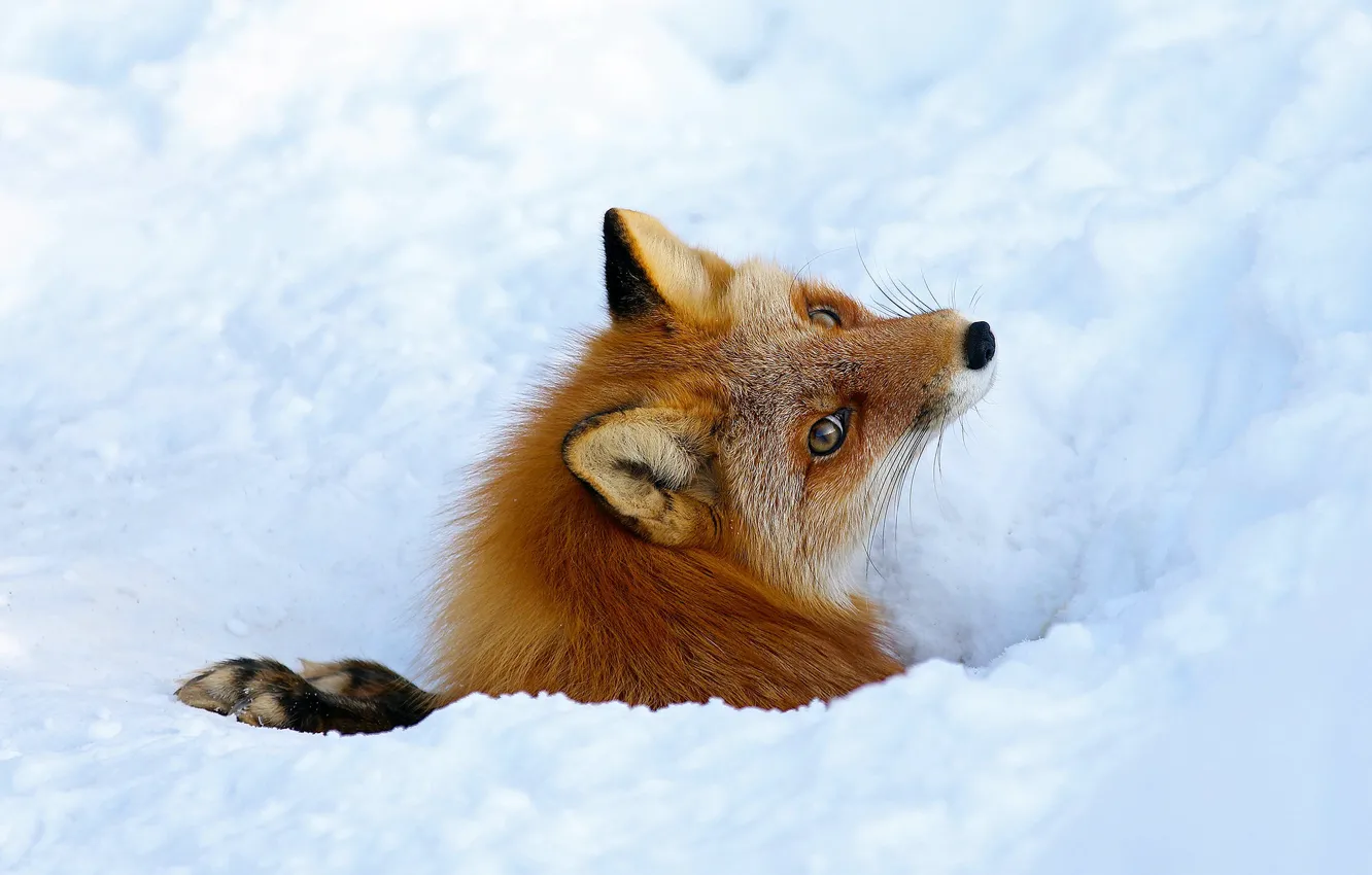 Wallpaper winter, look, snow, pose, portrait, Nora, Fox, the snow for ...
