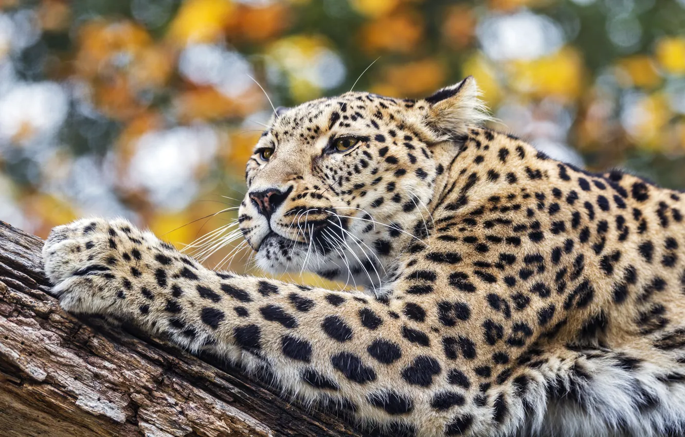 Wallpaper face, leopard, log, bokeh, scratching post for mobile and ...