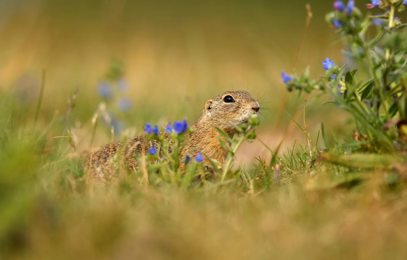 Wallpaper grass, look, flowers, glade, face, gopher for mobile and desktop, section животные ...