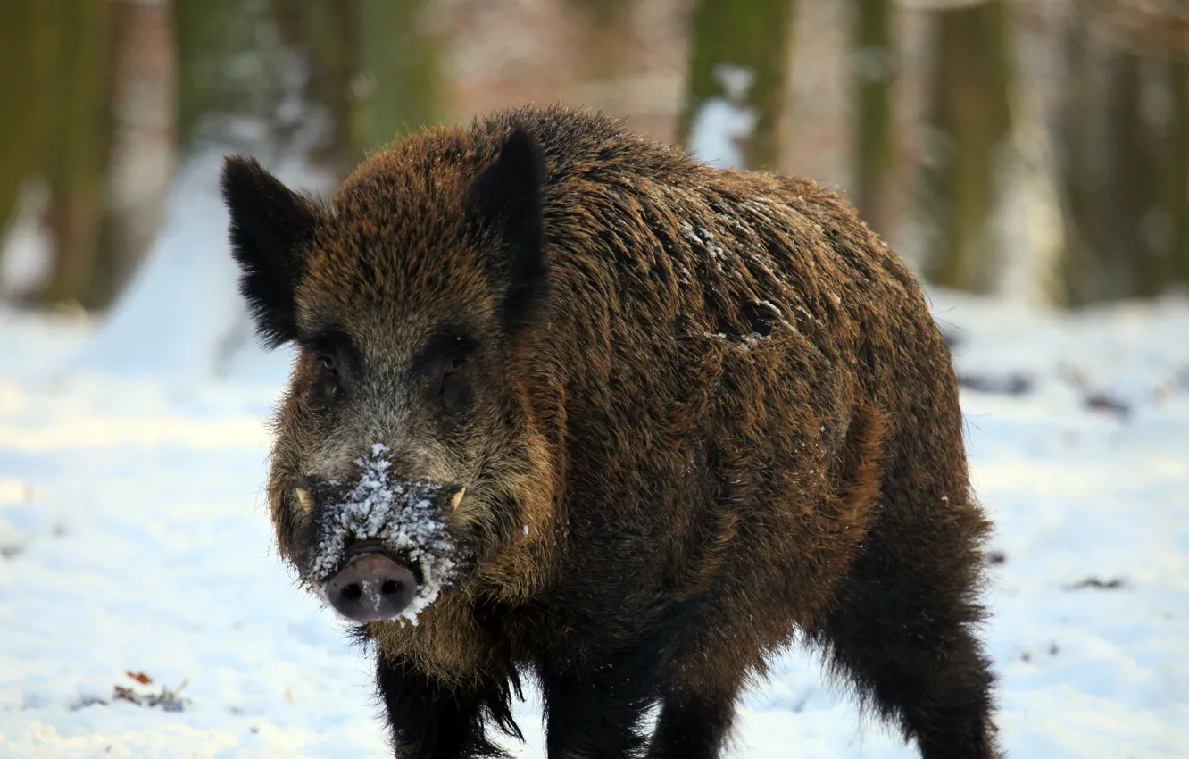 Wallpaper forest, nature, winter, snow, animal, tusks, brown wild boar ...