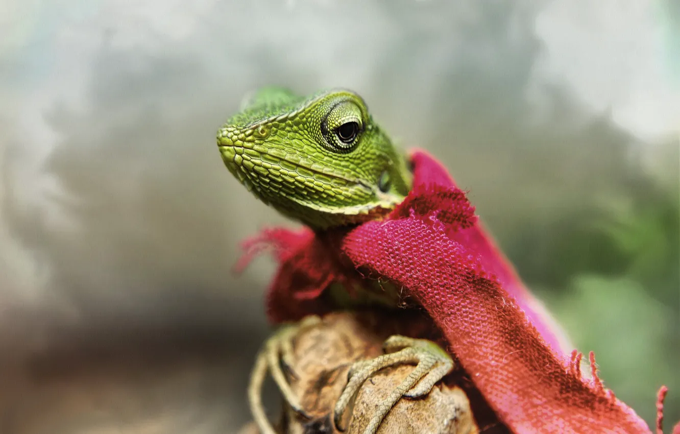 Wallpaper lizard, cloak, Cape, reptile images for desktop, section ...