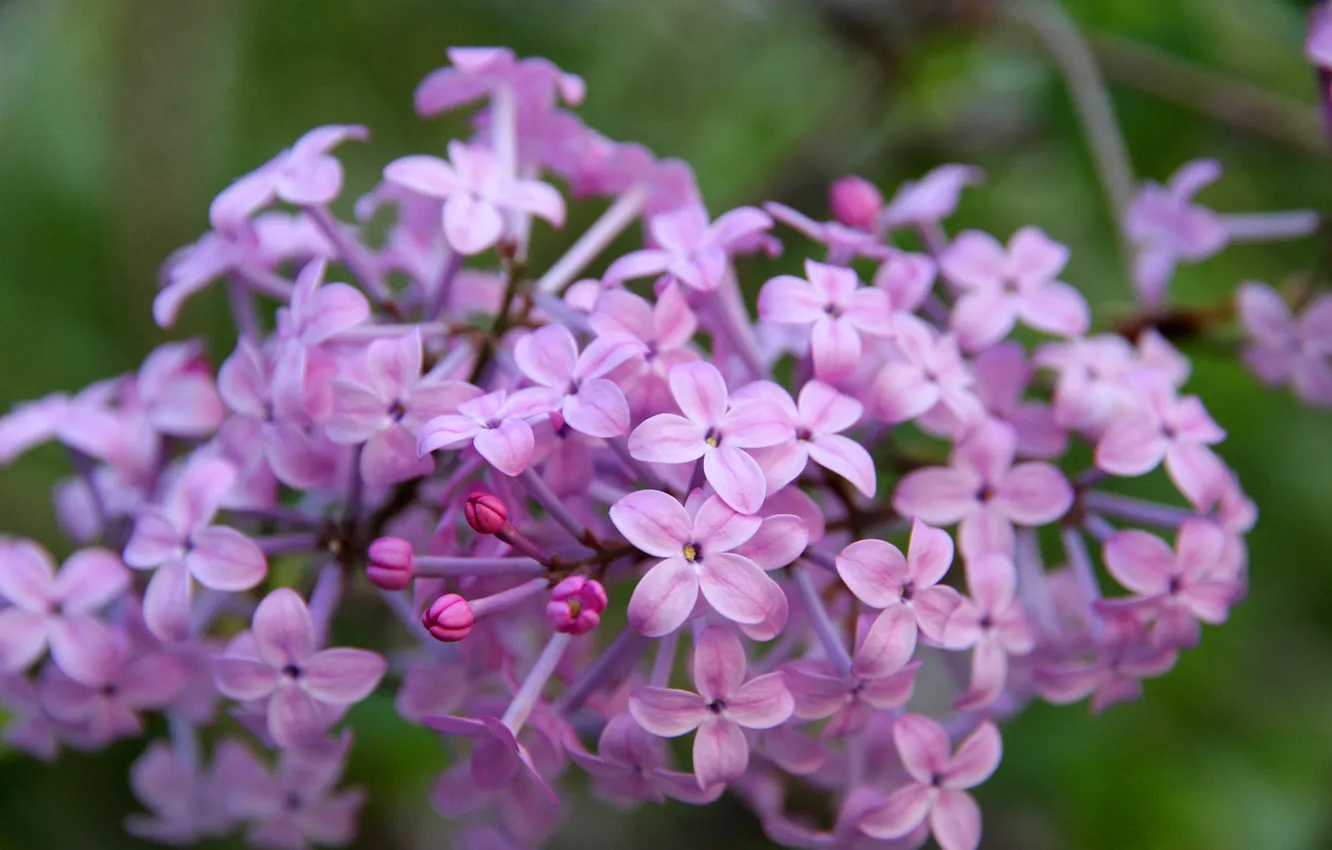 Wallpaper macro, flowers, spring, flowering, lilac, inflorescence ...