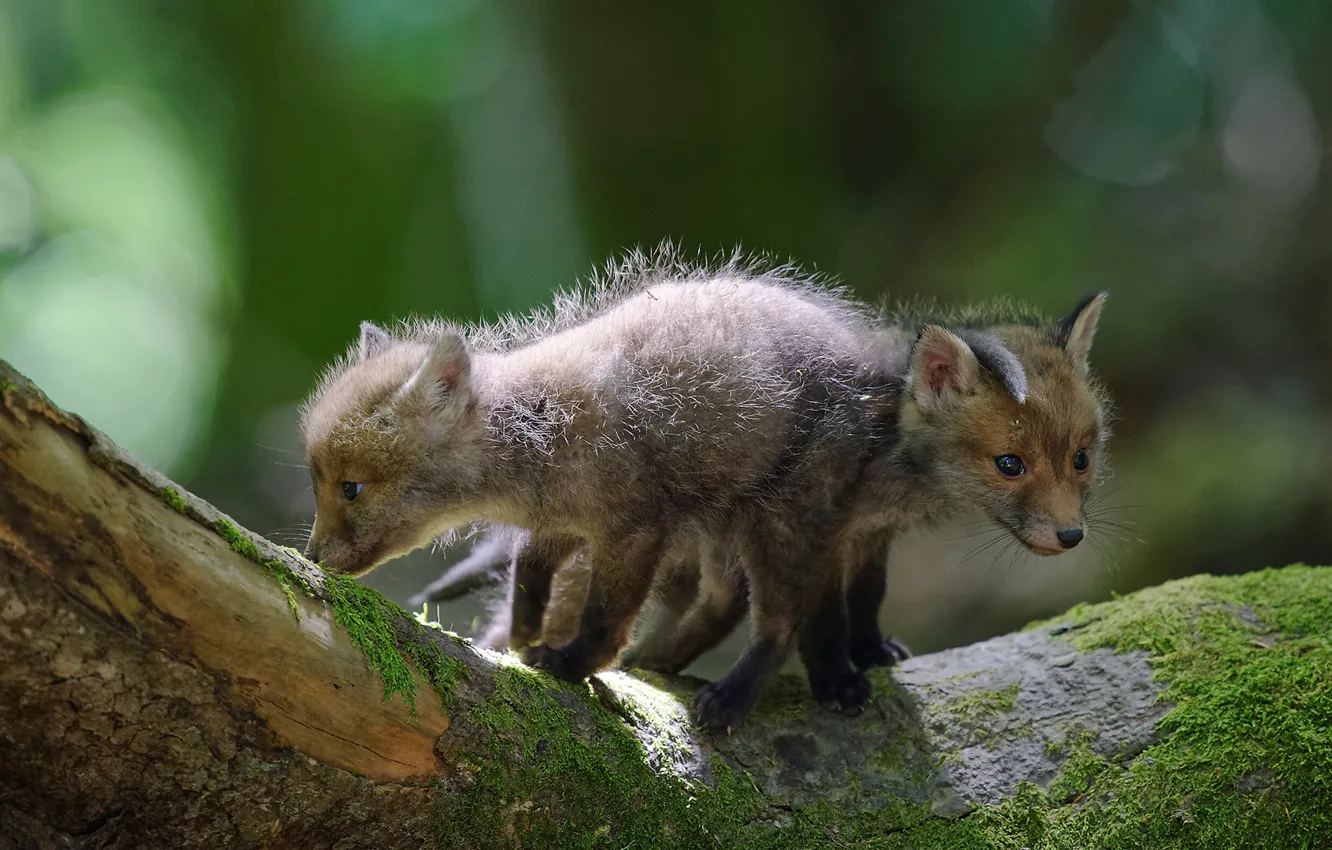 Wallpaper light, nature, pose, Fox, Fox, log, kids, a couple for mobile ...