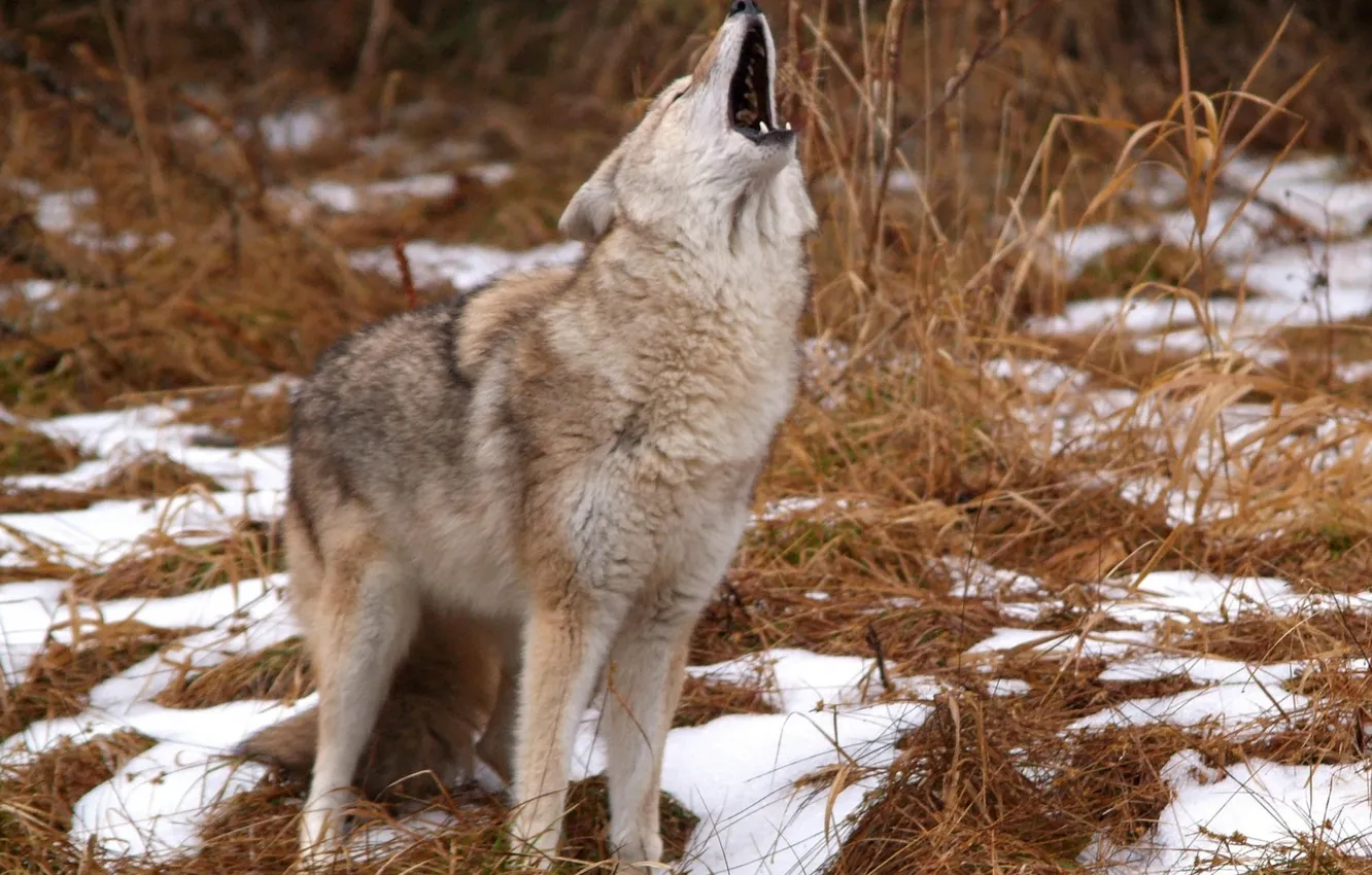 Wallpaper wild, Coyote, howling for mobile and desktop, section ...