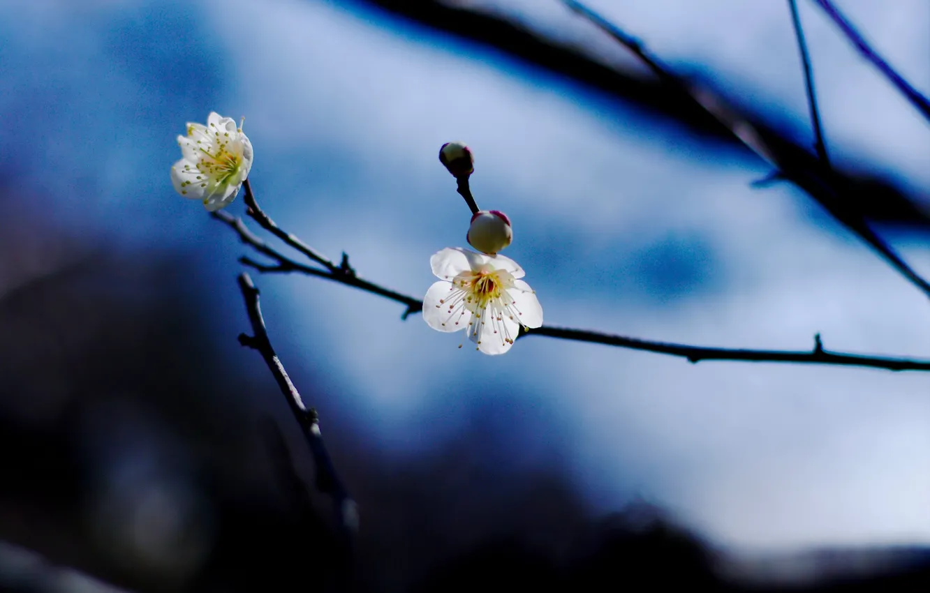 Wallpaper macro, sprig, spring, flowers for mobile and desktop, section ...