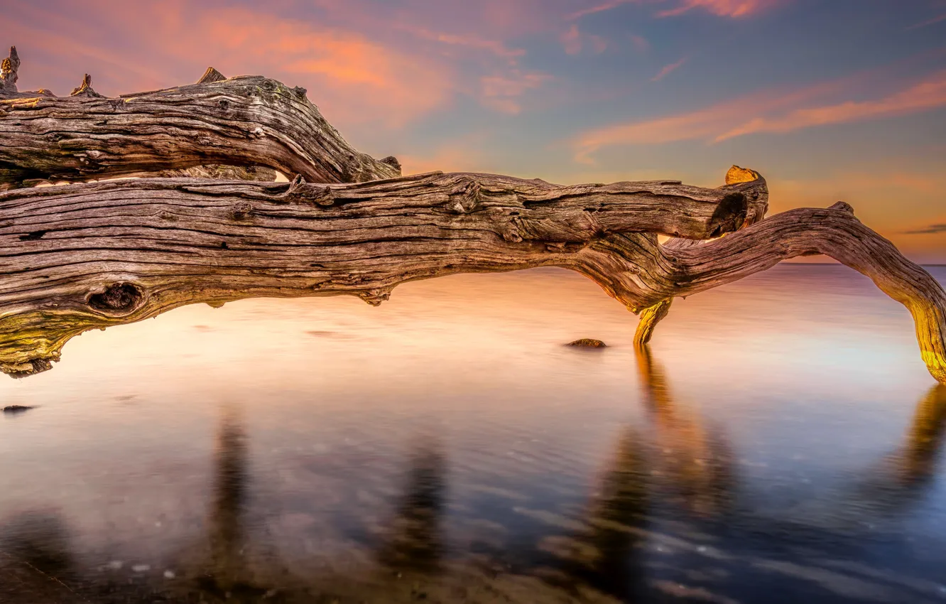 Wallpaper the sky, nature, tree, snag, log, pond for mobile and desktop ...