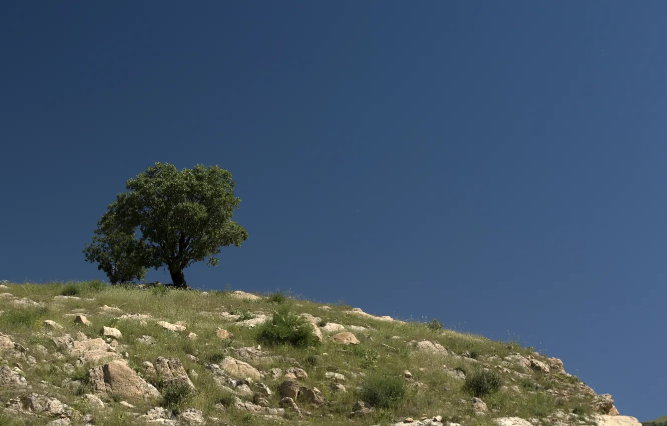 Wallpaper green, sky, blue, tree for mobile and desktop, section ...