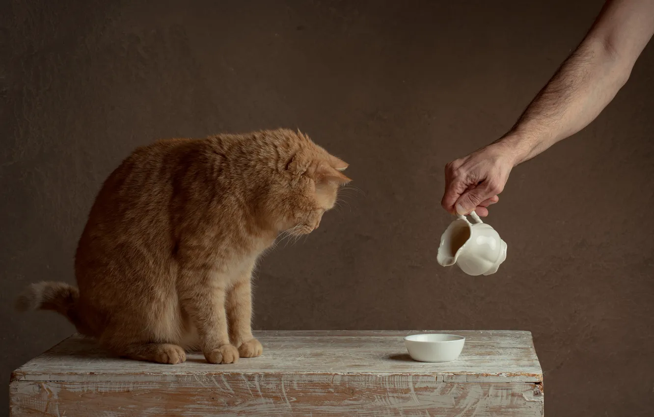 Wallpaper cat, cat, pose, hands, milk, red, pitcher, waiting for mobile ...