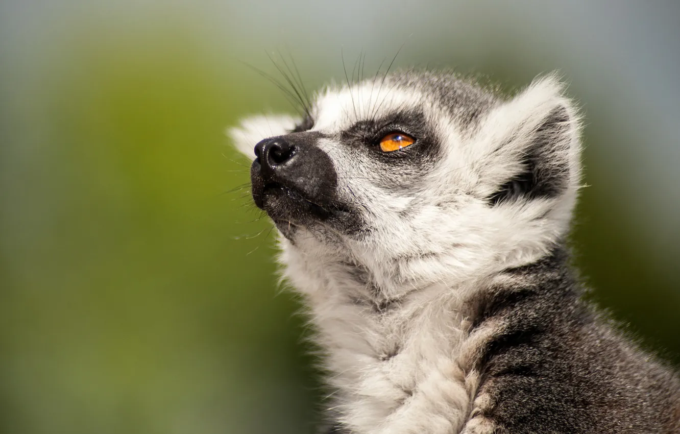 Wallpaper look, portrait, lemur, face, looking up for mobile and ...