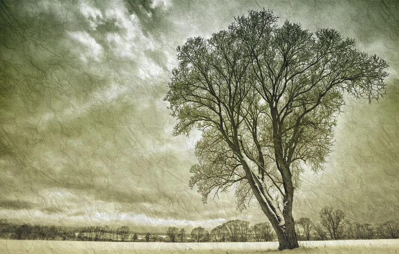 Wallpaper landscape, style, background, tree images for desktop ...