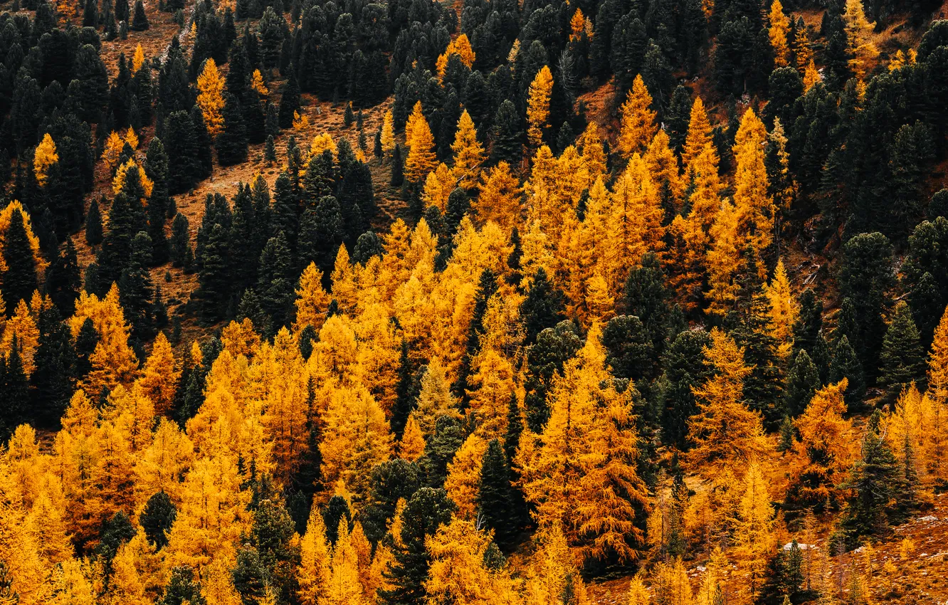 Wallpaper forest, trees, pines for mobile and desktop, section природа ...