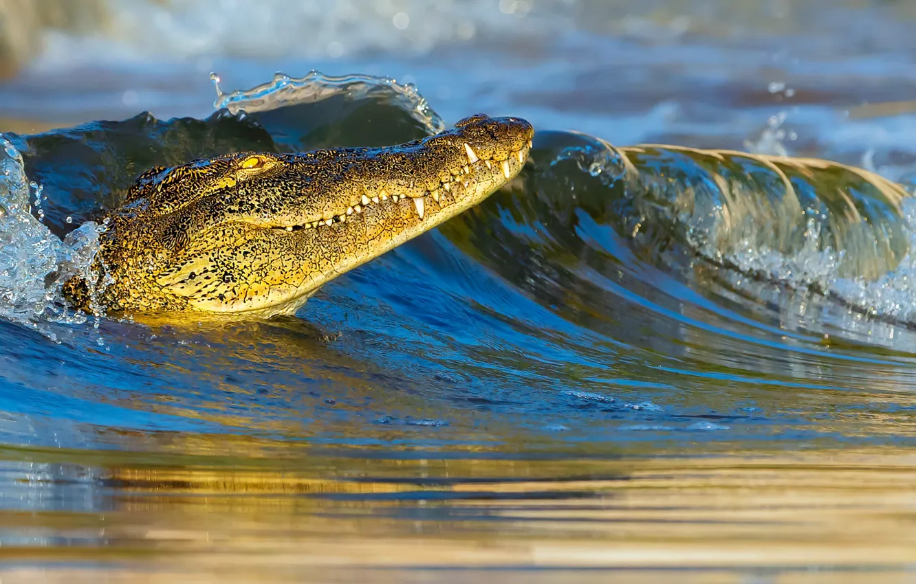 Wallpaper wave, crocodile, wave, crocodile, Jie Fischer for mobile and ...