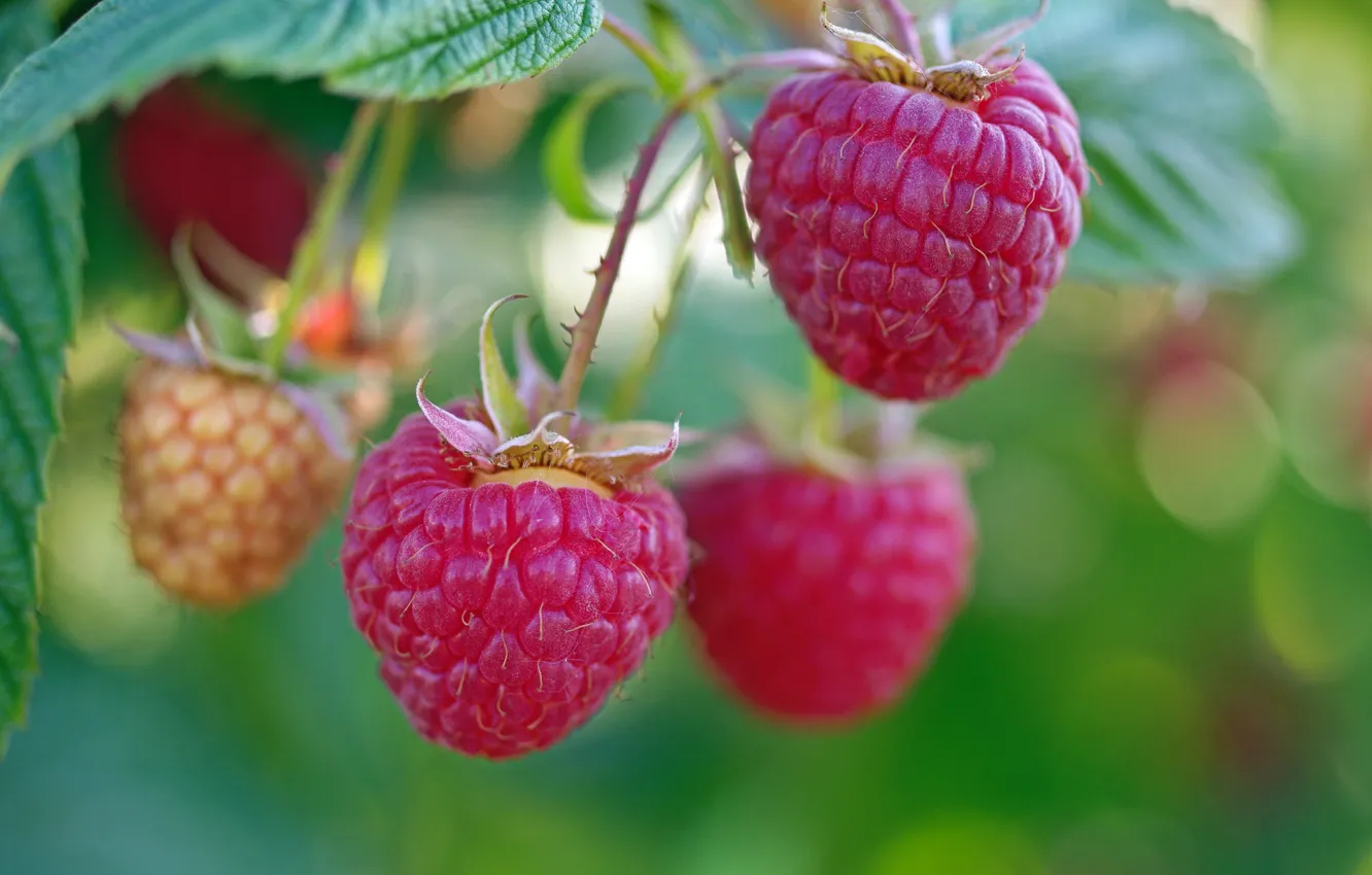 Wallpaper macro, nature, berries, raspberry, beauty, positive, harvest ...