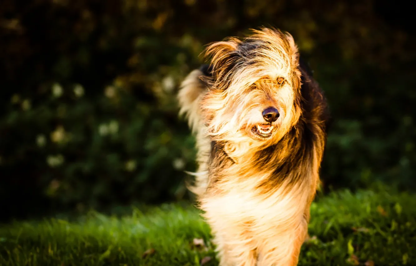 Wallpaper look, each, the wind, dog images for desktop, section собаки ...