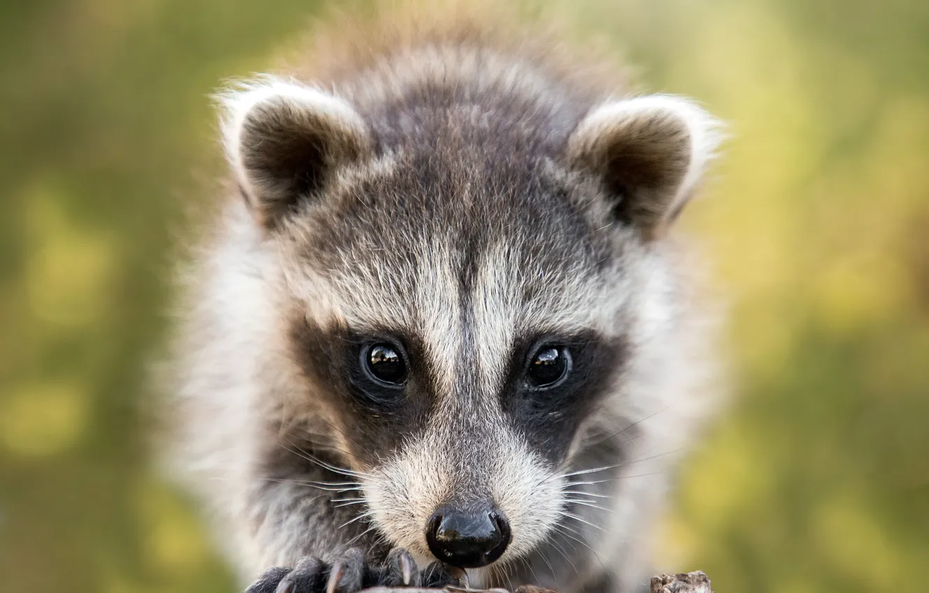 Wallpaper face, background, raccoon, log, cub for mobile and desktop ...