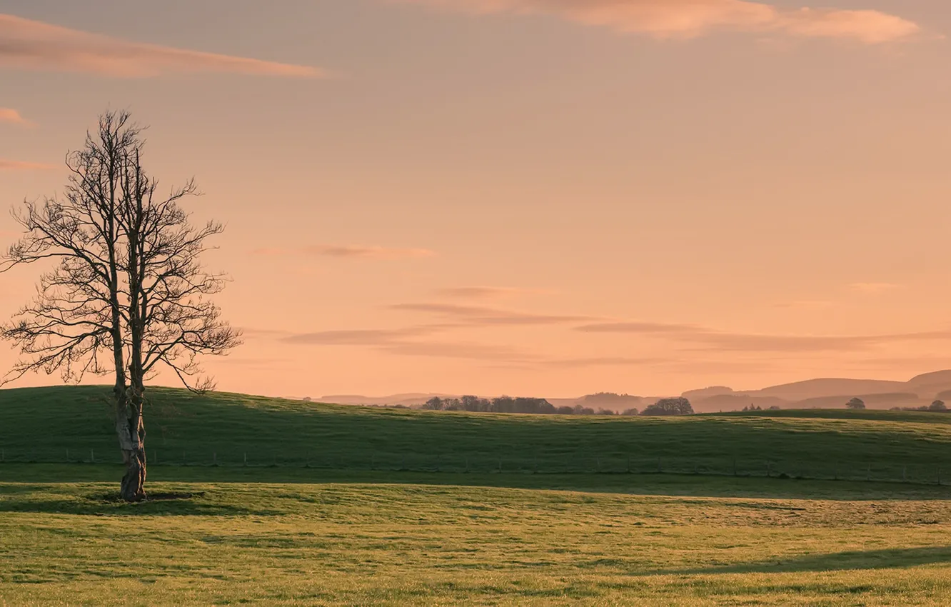 Wallpaper field, trees, morning for mobile and desktop, section пейзажи ...