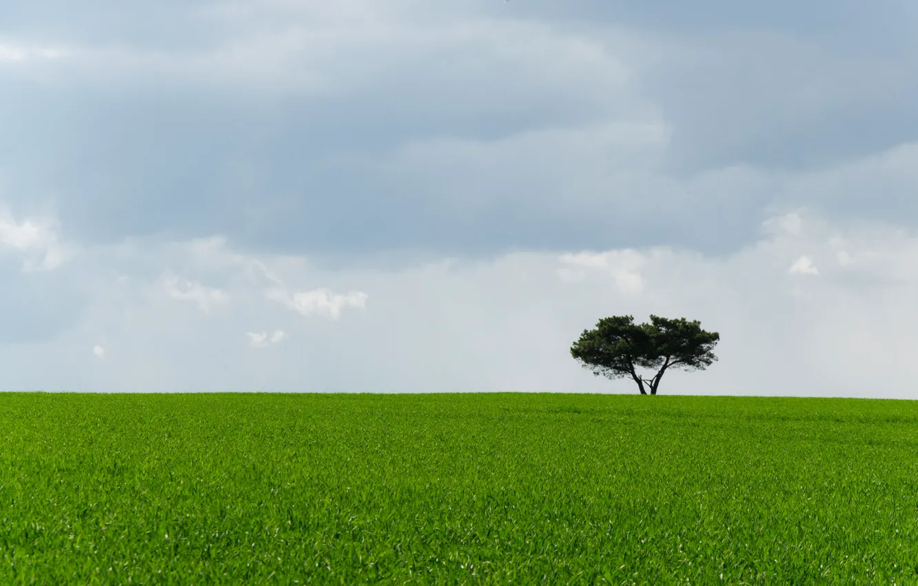 Wallpaper grass, landscape, tree, Field images for desktop, section ...