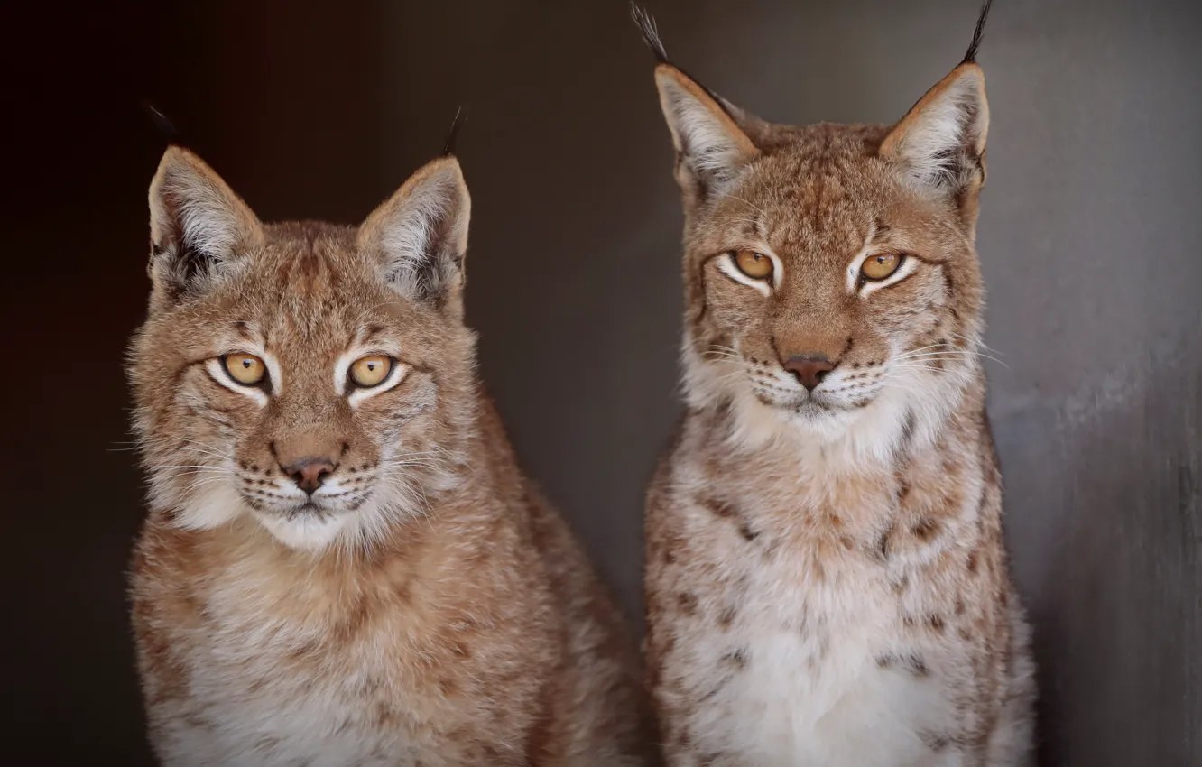 Wallpaper look, face, background, portrait, pair, lynx, lynx, two lynx ...