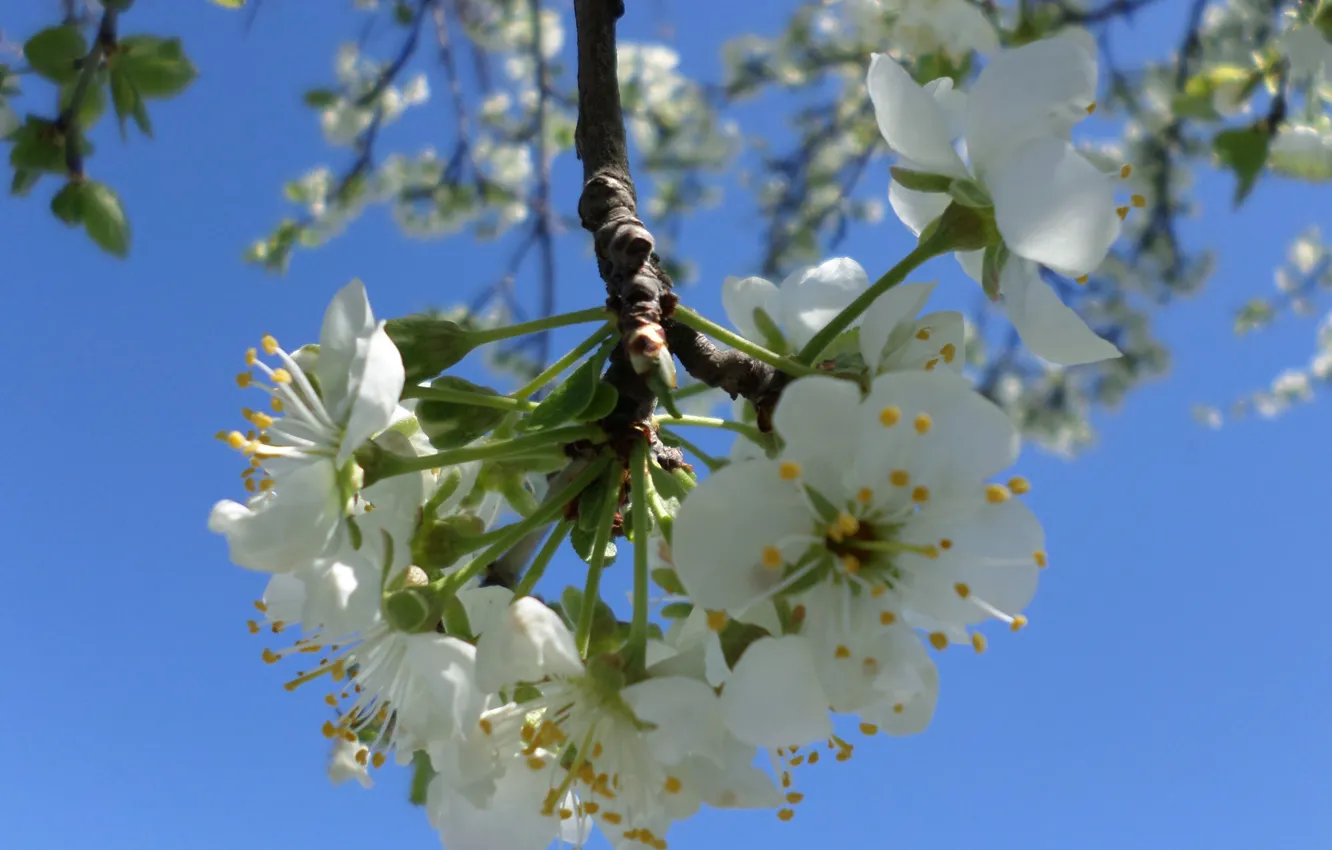 Wallpaper the sky, branches, spring, April, flowering, drain for mobile ...