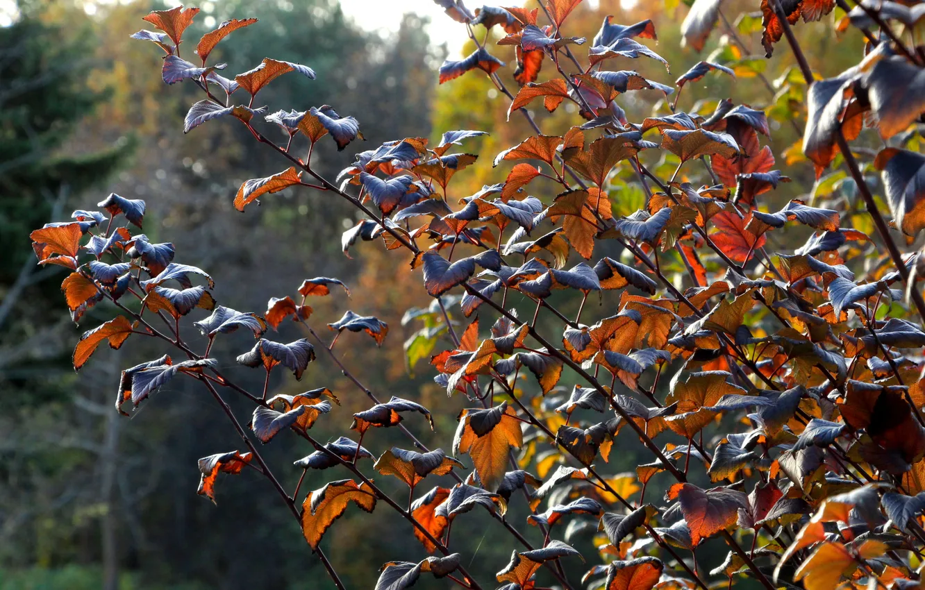 Wallpaper leafs, plant, twig for mobile and desktop, section природа ...