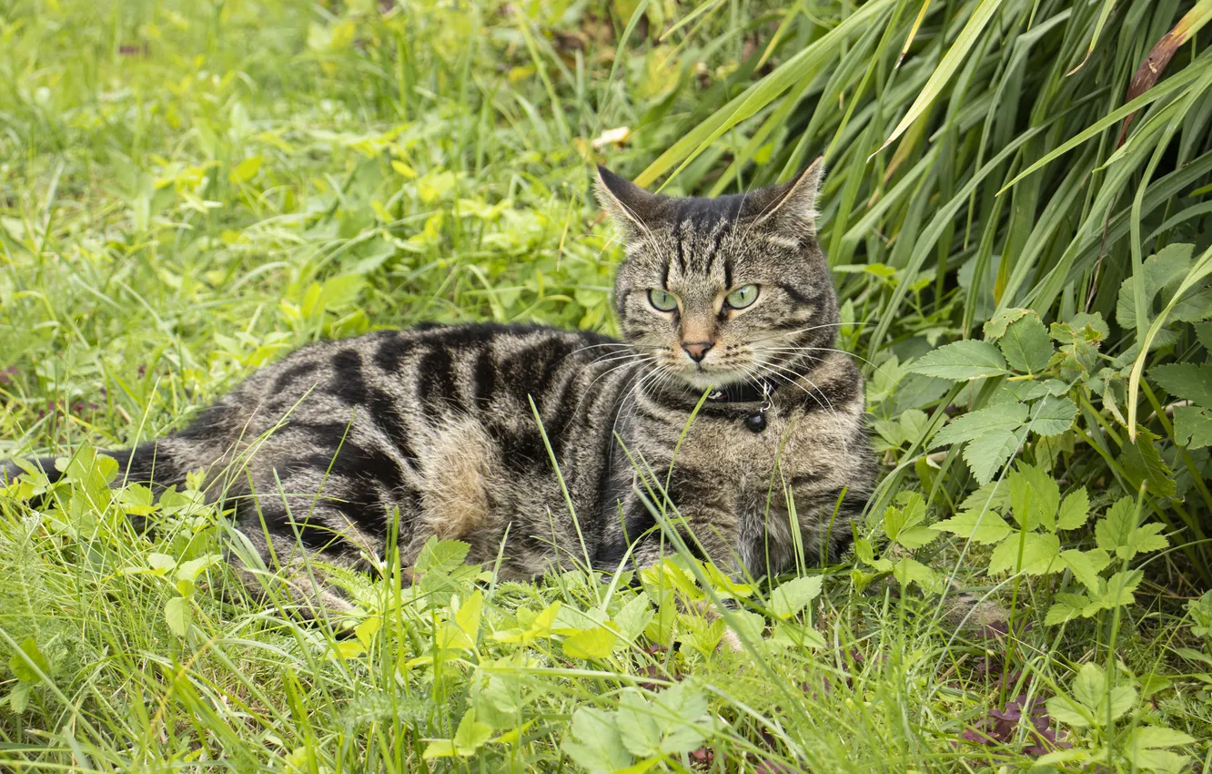 Wallpaper cat, nature, chuchi, Archanicum, Canon 200D for mobile and ...