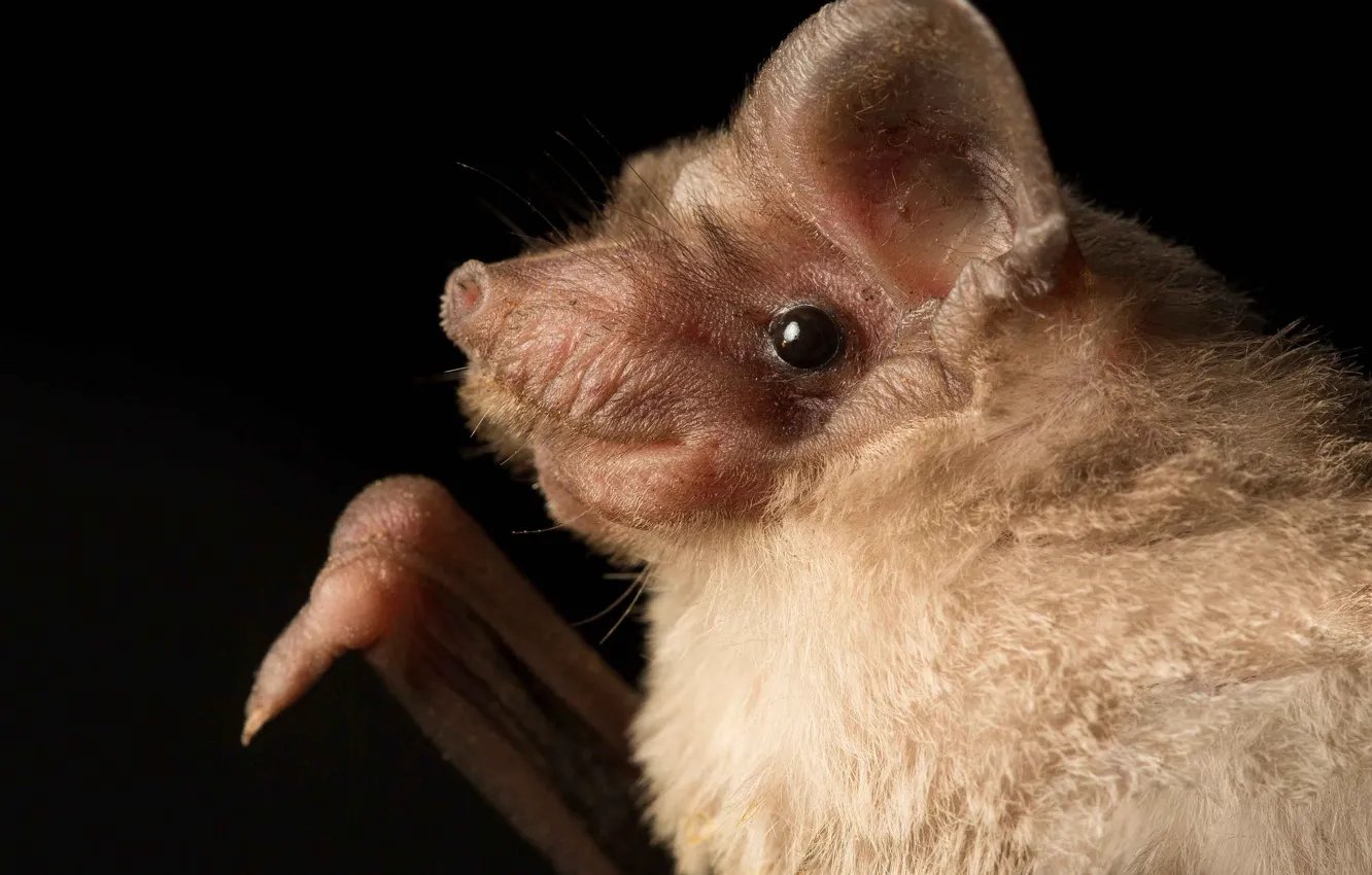 Wallpaper nature, buldogue bats, Mormopterus for mobile and desktop ...