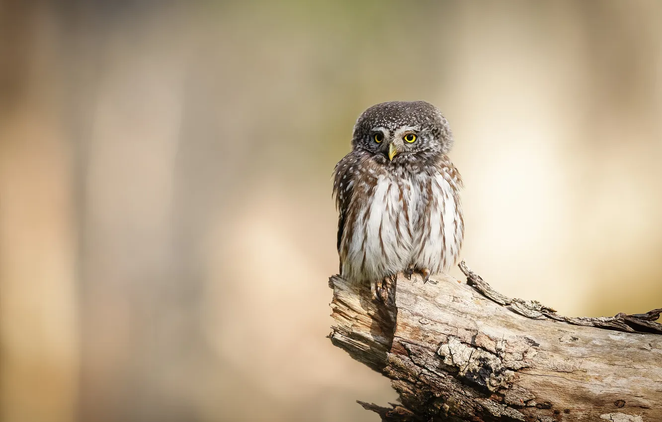 Wallpaper look, nature, pose, owl, bird, log, owl for mobile and ...