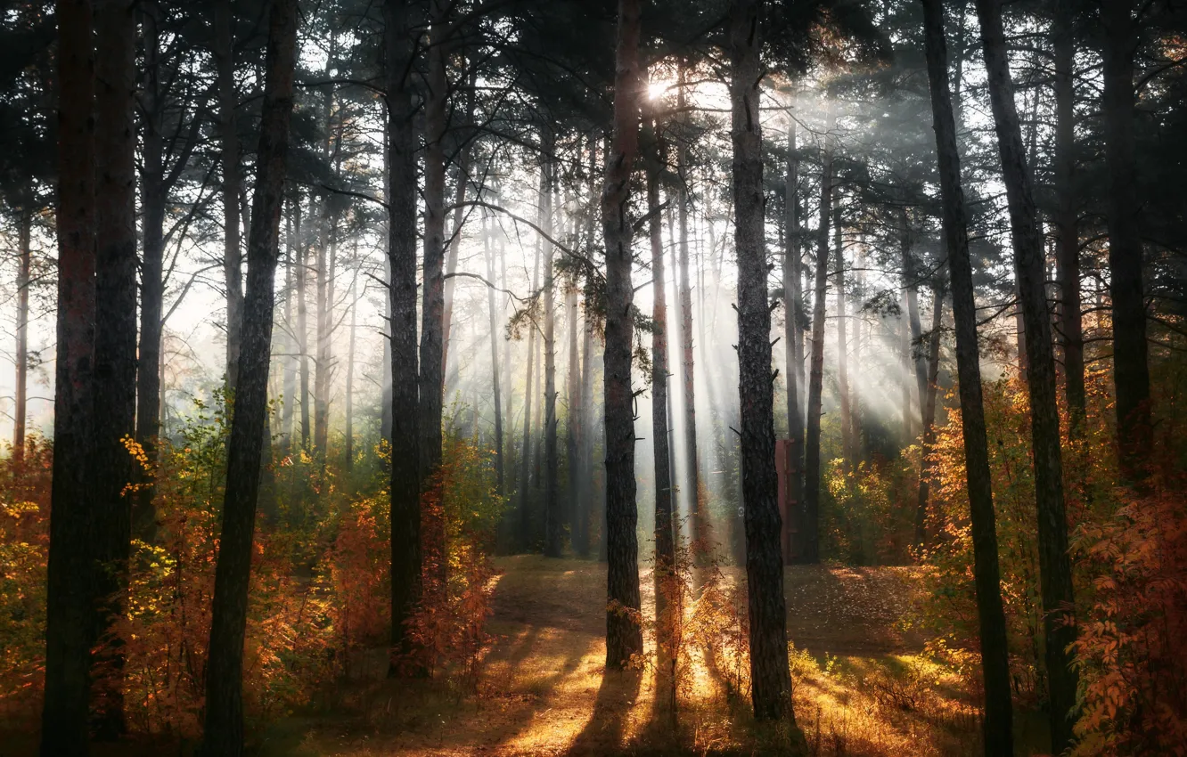 Wallpaper forest, light, pine, Bor for mobile and desktop, section ...