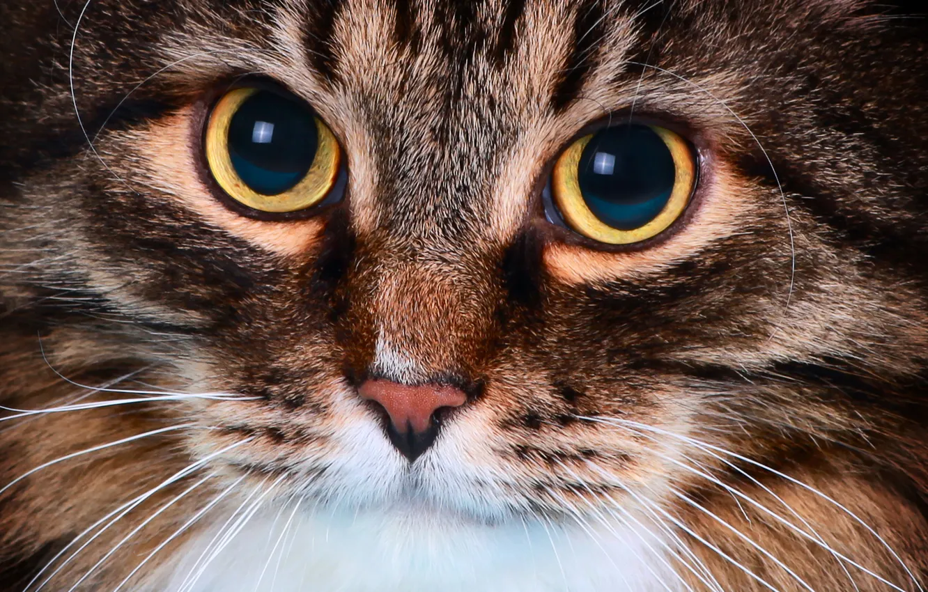 Wallpaper cat, cat, look, close-up, pose, portrait, face, brown for ...